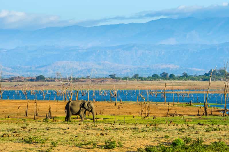 Kaudulla National Park: Private Safari | GetYourGuide
