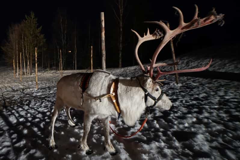 Rovaniemi: Reindeer Safari Northern Lights Chase | GetYourGuide