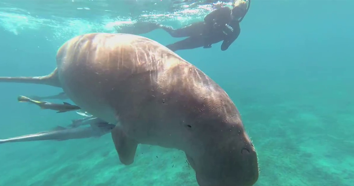 Marsa Alam: Marsa Mubarak i Marsa El Shona Snorkeling Tour | GetYourGuide