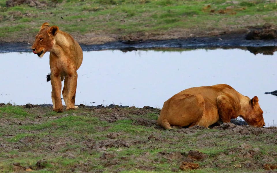 Van Kasane: Chobe National Park Campingsafari met overnachting ...