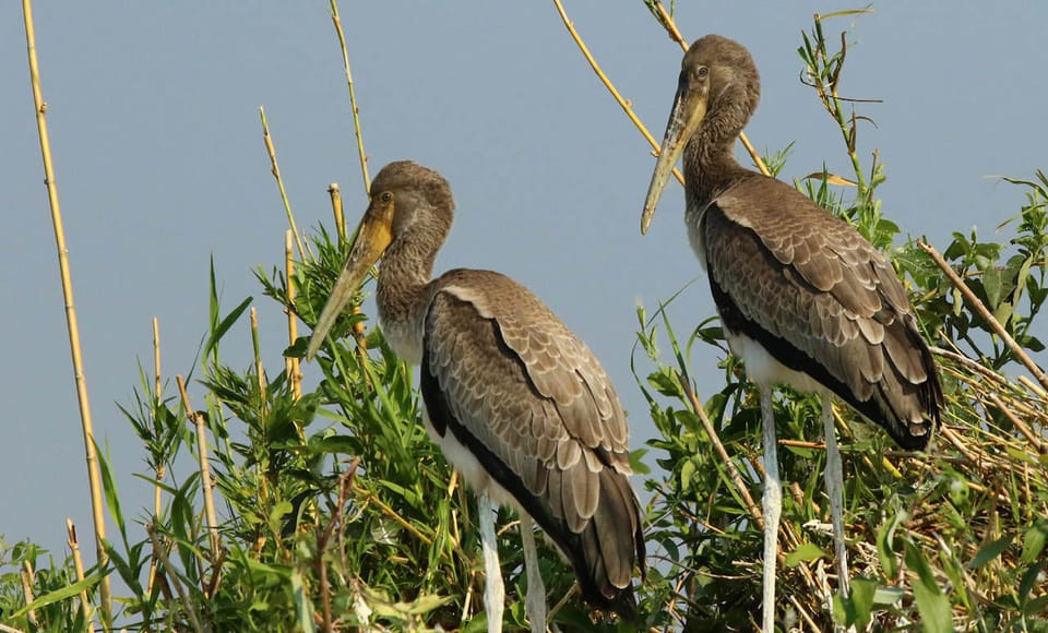 Van Kasane: Chobe National Park Campingsafari met overnachting ...