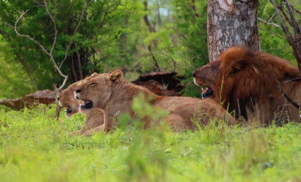 Van Kasane: Chobe National Park Campingsafari met overnachting ...