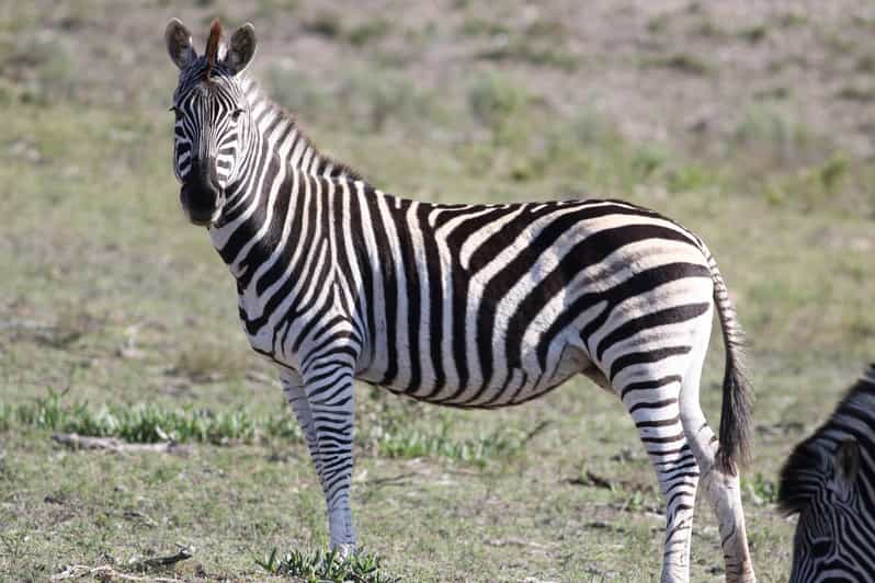 Hankey: Pabala Private Nature Reserve Game Drive with Snacks | GetYourGuide