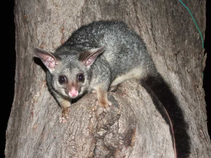 Gold Coast: Evening Rainforest and Glow Worm Experience | GetYourGuide