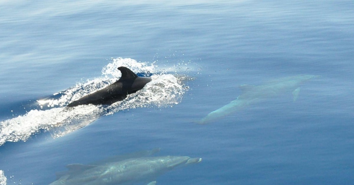 Split: Private Blaue Lagune 3 Inseln mit Schnellboot | GetYourGuide