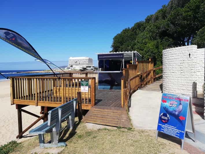 Plettenbergbaai: zeehondenzwemervaring | GetYourGuide
