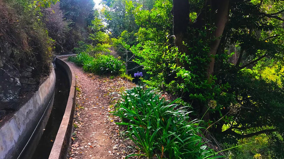 Funchal: Northern Levada Walking Tour | GetYourGuide
