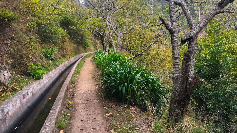Funchal: Northern Levada Walking Tour | GetYourGuide