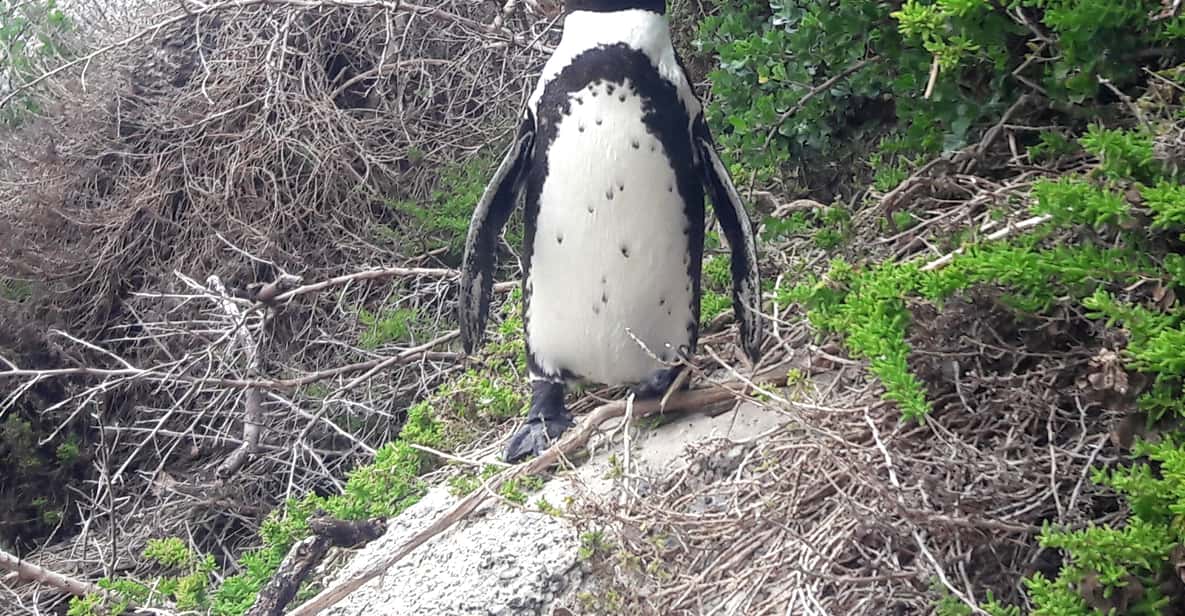 Cape Point Kap der Guten Hoffnung, Pinguine Private Halbtagestour | GetYourGuide