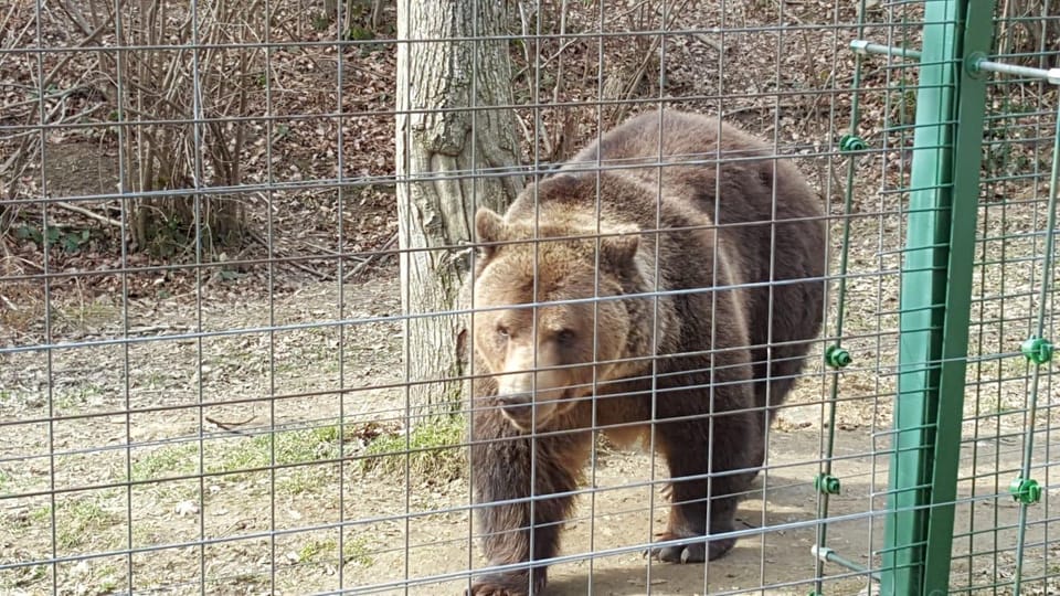 From Brasov: Libearty Bear Sanctuary Guided Tour | GetYourGuide