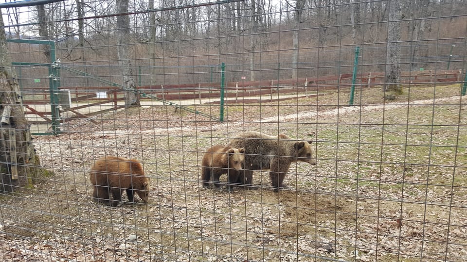 From Brasov: Libearty Bear Sanctuary Guided Tour | GetYourGuide