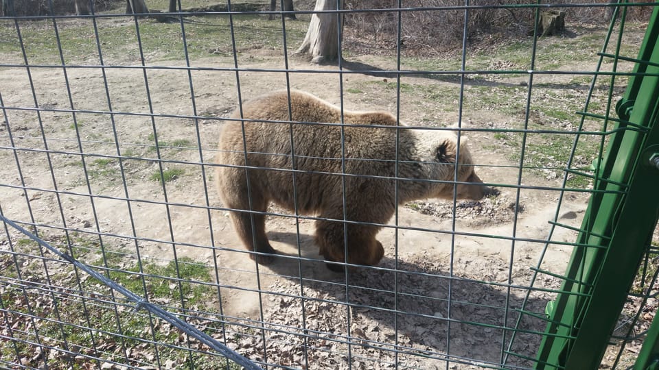 From Brasov: Libearty Bear Sanctuary Guided Tour | GetYourGuide