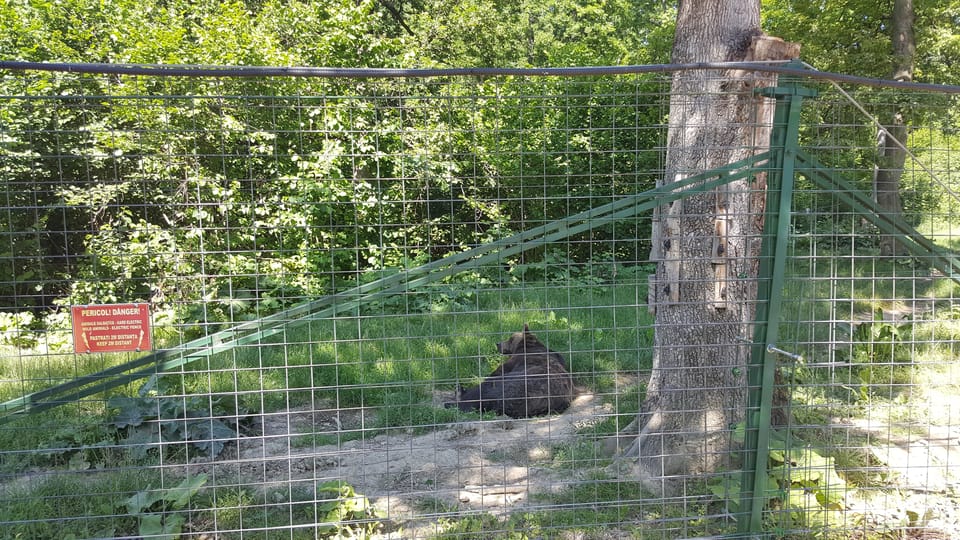From Brasov: Libearty Bear Sanctuary Guided Tour | GetYourGuide