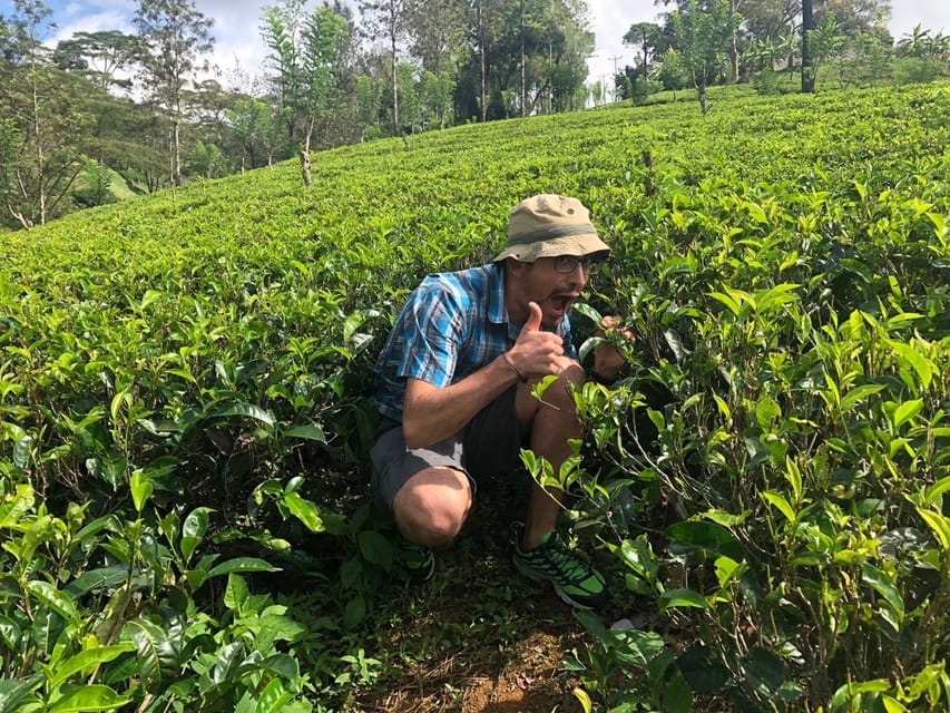 From Colombo: Virgin White Tea and Galle City Tour | GetYourGuide