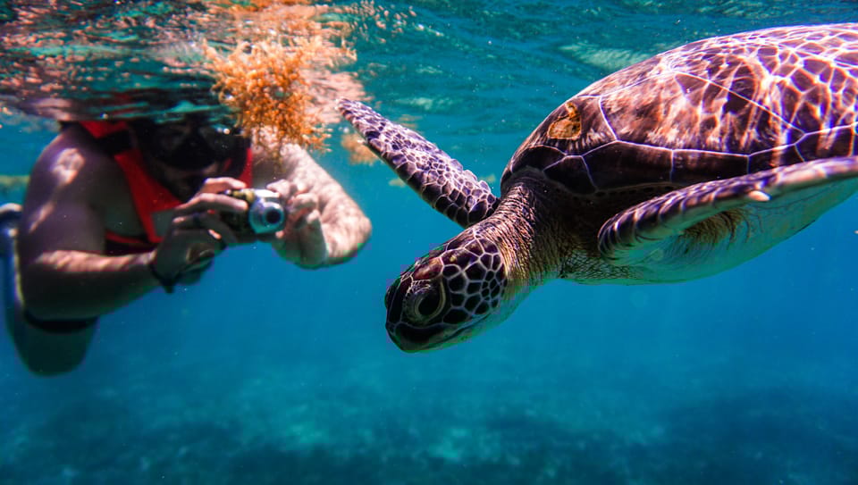 From Riviera Maya: Turtles & Cenotes Adventure Half-Day Tour | GetYourGuide