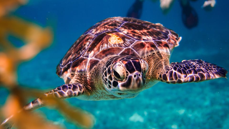 From Riviera Maya: Turtles & Cenotes Adventure Half-Day Tour | GetYourGuide