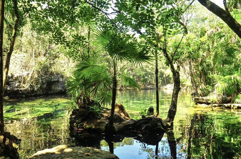 Vanuit Riviera Maya: tour halve dag schildpadden en cenotes | GetYourGuide