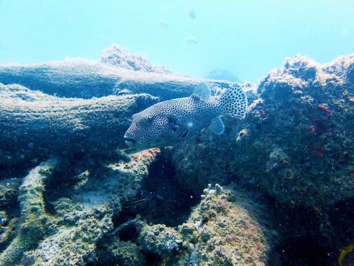 Gold Coast: Snorkelling in Wave Break Island | GetYourGuide