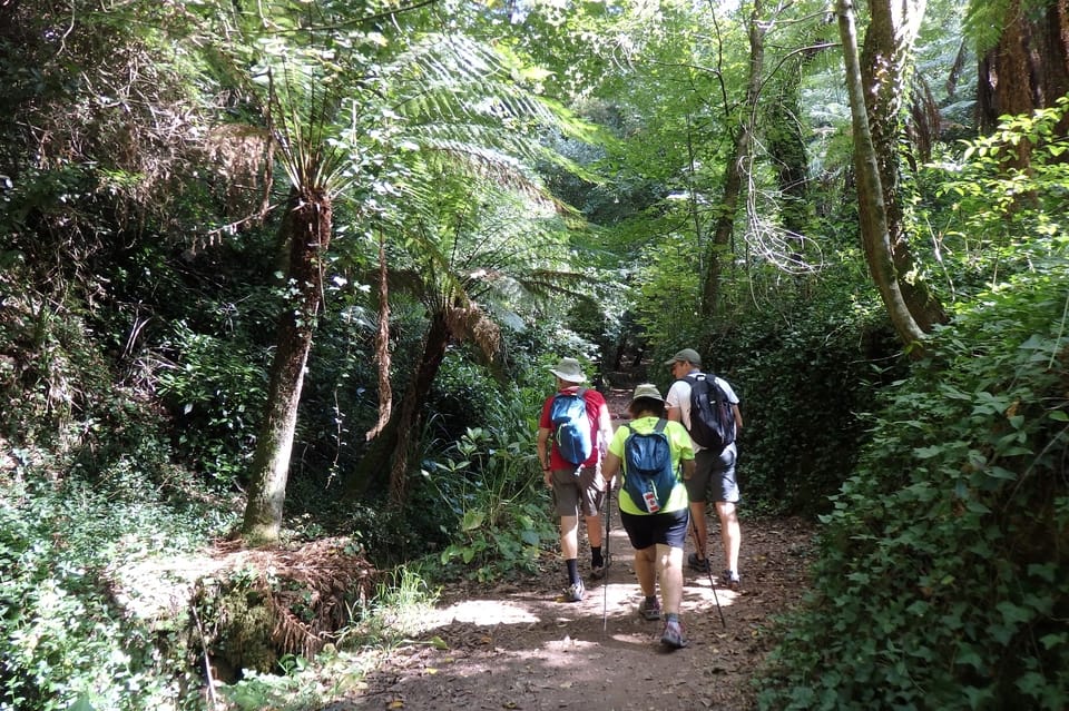 An adventure through the Forest and Palace of Bussaco - Coim | GetYourGuide
