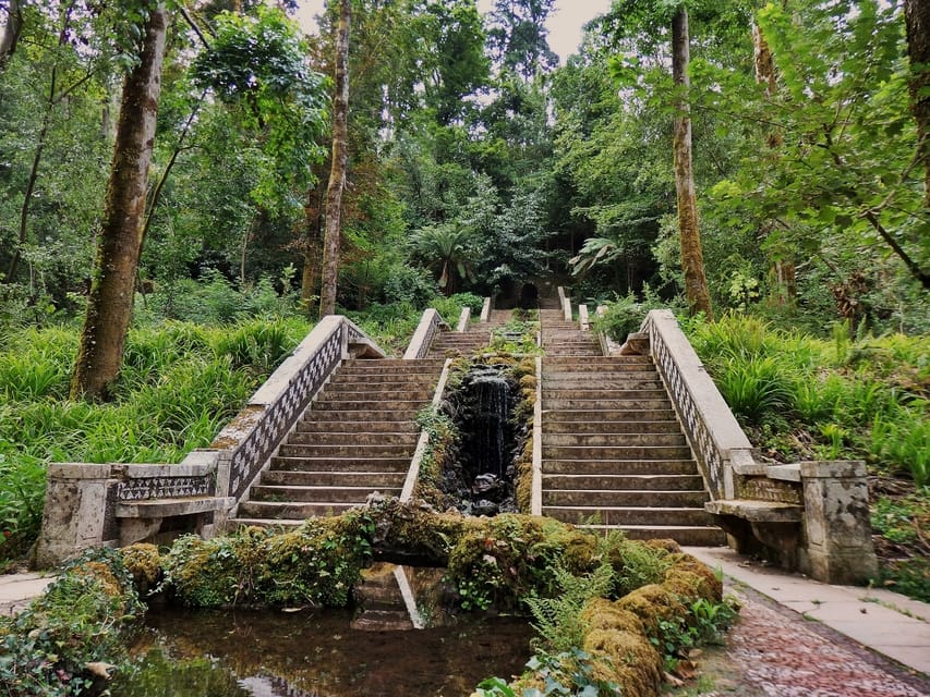 An adventure through the Forest and Palace of Bussaco - Coim | GetYourGuide