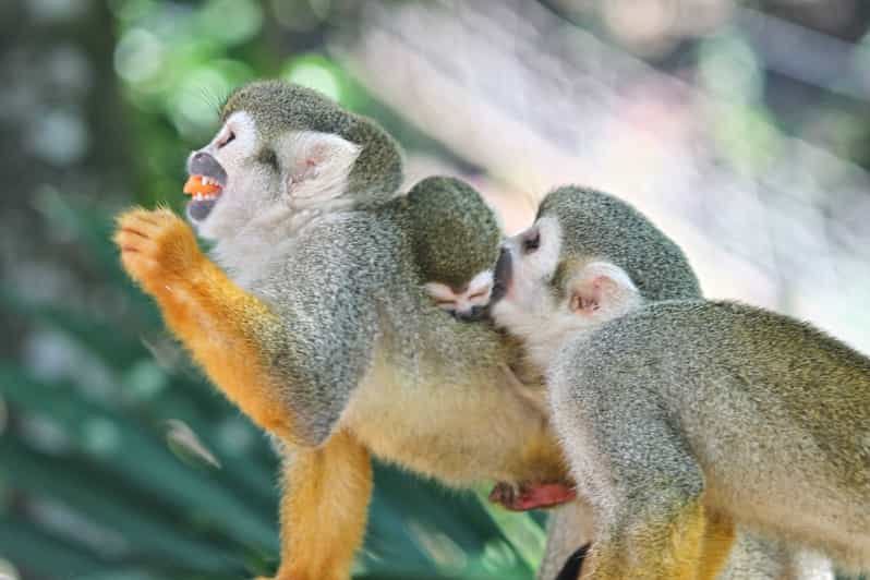 Puerto Plata: Monkeyland and Zip-Line Adventure | GetYourGuide