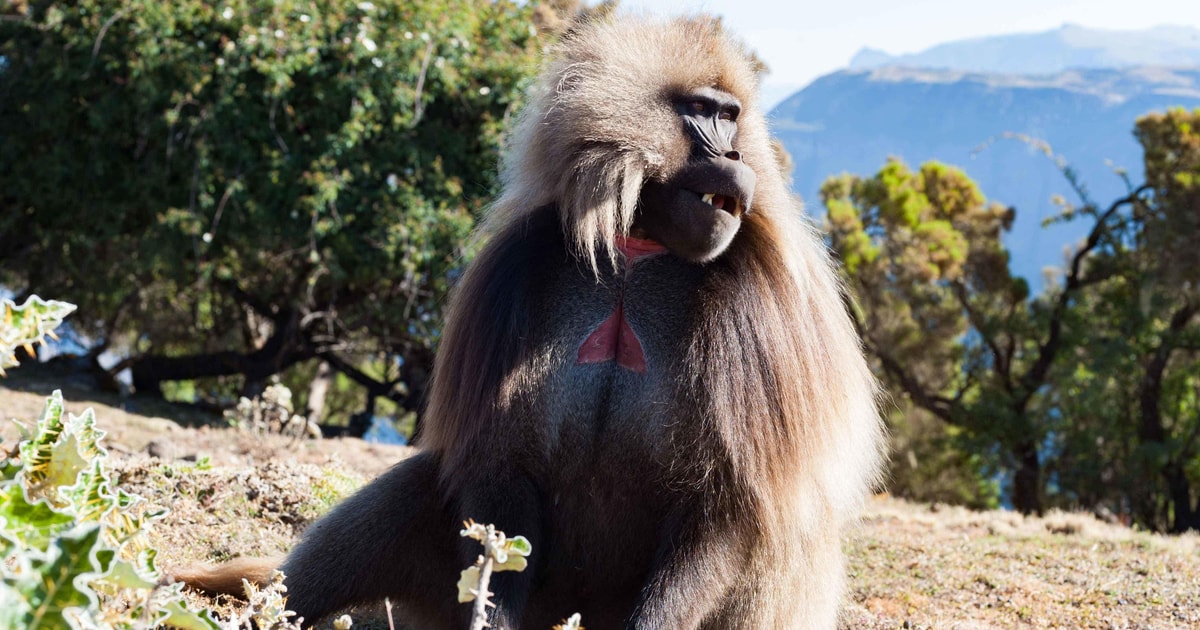 Simien Mountains National Park: Ganztägige Wandertour | GetYourGuide