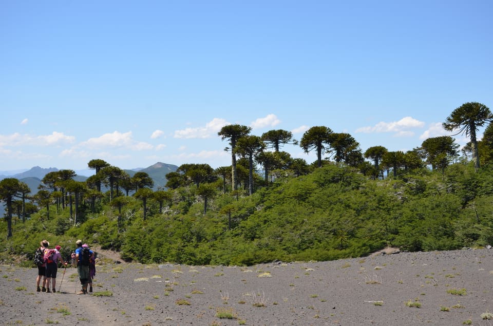 Pucon: Full-Day Villarrica National Park Hike | GetYourGuide
