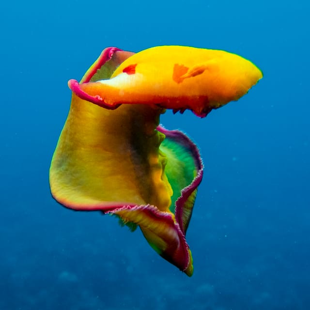 Tamarin: Exploration Dive | GetYourGuide