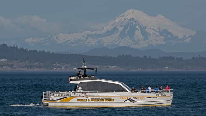 Victoria: 3-Hour Whale Watching Tour on Covered Boat - Victoria ...