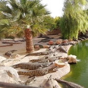 Djerba Explore guided tour: Crocodiles, Reptiles & Museums - 2026 ...