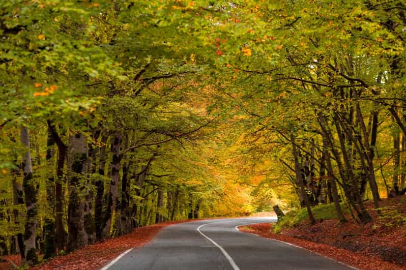 From Tbilisi: Private Tour to Sabaduri Forest | GetYourGuide