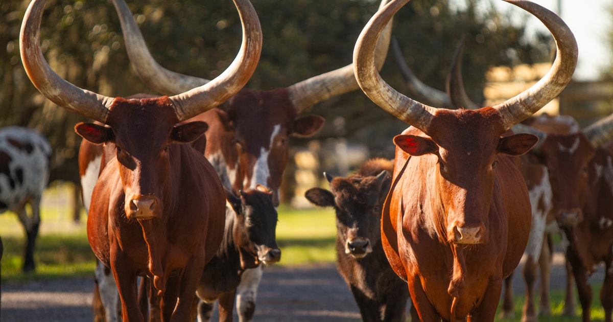 Orlando: Drive-Thru Safari Park at Wild Florida | GetYourGuide