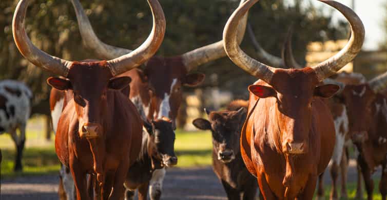 Orlando: Drive-Thru Safari Park at Wild Florida | GetYourGuide