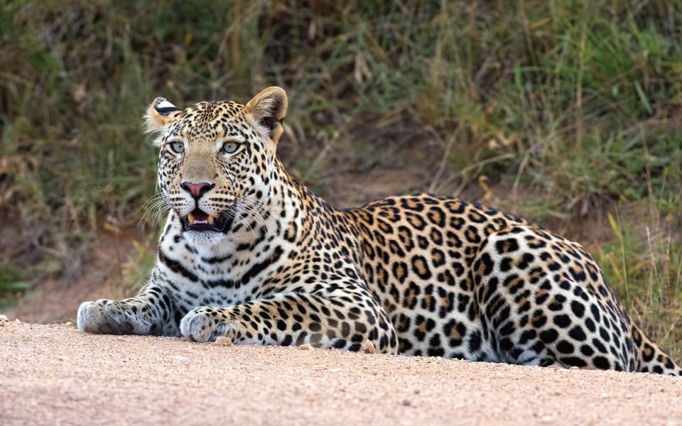 Kampala: Queen Elizabeth National Game Park 2-Tages-Safari | GetYourGuide