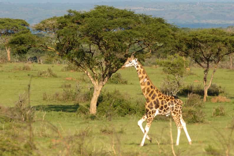 Kampala: Queen Elizabeth National Game Park 2-Day Safari | GetYourGuide