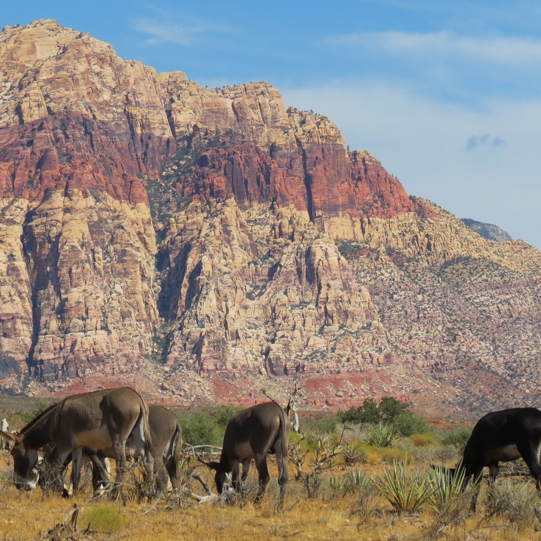 Las Vegas: Mojave, Red Rock Sign and 7 Magic Mountains Tour | GetYourGuide