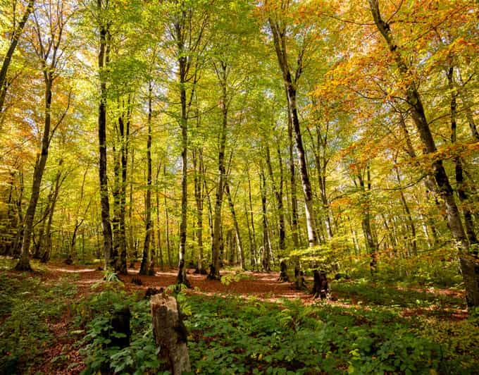 From Tbilisi: Private Tour to Sabaduri Forest | GetYourGuide