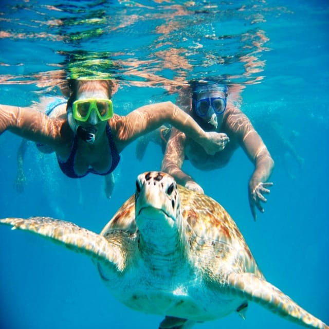 Snorkel and swim with sea turtles | GetYourGuide