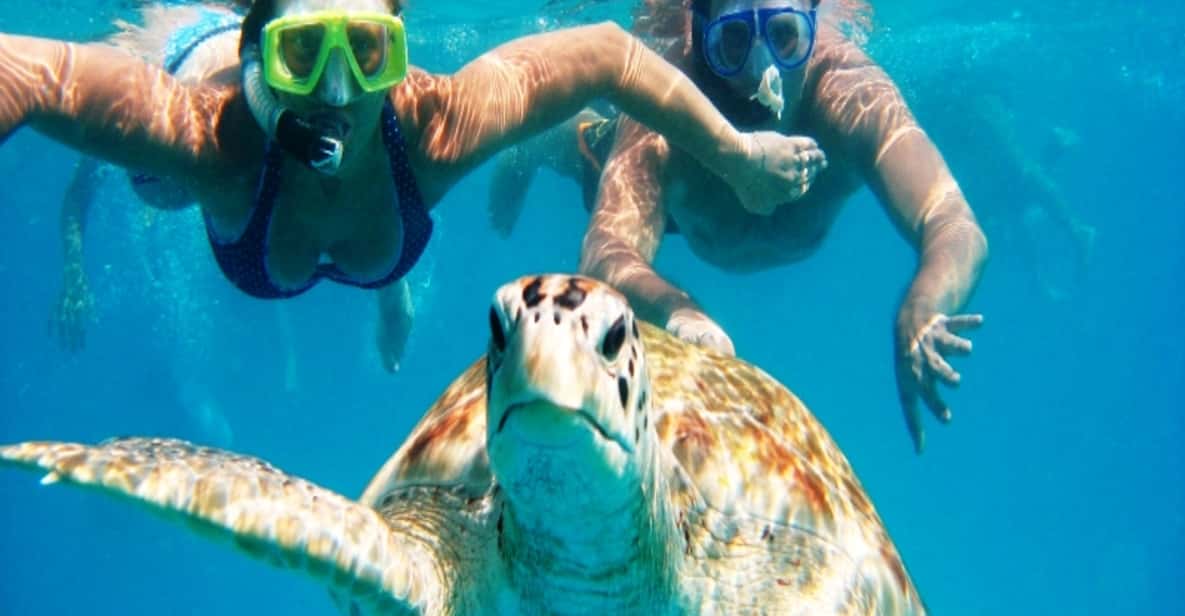 Snorkel and swim with sea turtles | GetYourGuide