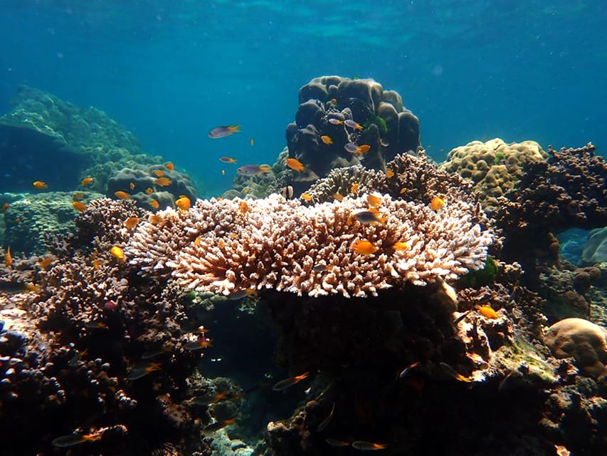 Ko Lanta: Excursión de snorkel en lancha rápida por Koh Rok y Koh Haa ...