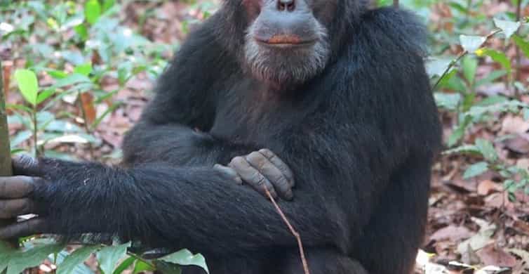 Queen Elizabeth National Park 2-Day Chimpanzee Trekking Tour | GetYourGuide