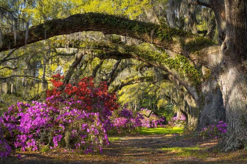 Charleston: Stadsrondleiding & Magnolia Plantation Combo | GetYourGuide