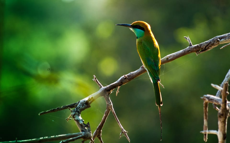 From Colombo: Muthurajawela Sanctuary Bird Watching Tour | GetYourGuide