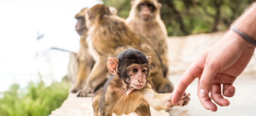 The BEST Kyoto Monkey experiences 2025 - FREE Cancellation | GetYourGuide