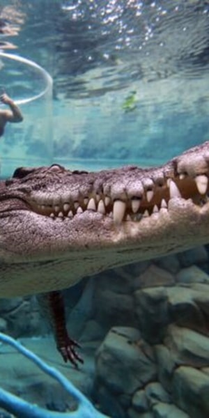 "Cage Of Death" Crocodile Swim and Entry to Crocosaurus Cove | GetYourGuide