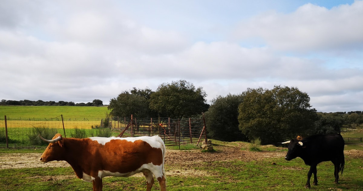 Madrid: Half-Day Bull Breeding Farm Tour | GetYourGuide