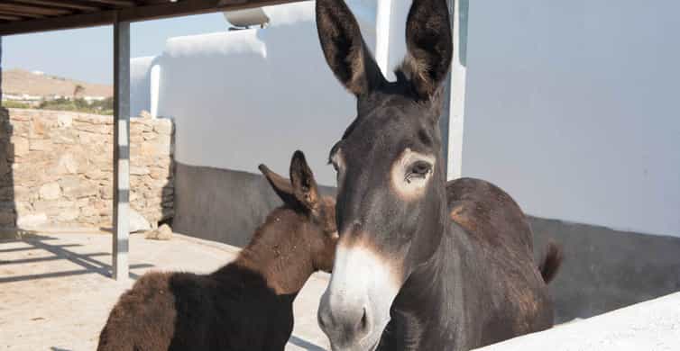 Mykonian Spiti Traditional Farm A, Mykonos - Book Tickets & Tours