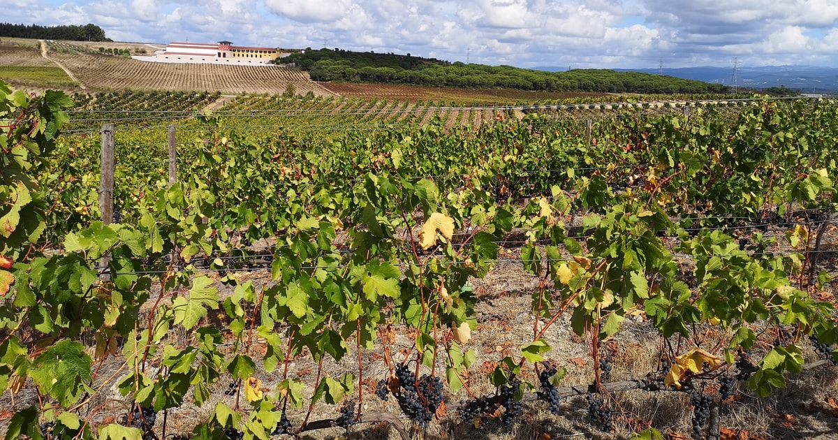 From Coimbra: Private Tour Bairrada Wine Region and Aveiro | GetYourGuide