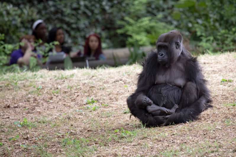 Zoo Atlanta: General Admission Ticket | GetYourGuide