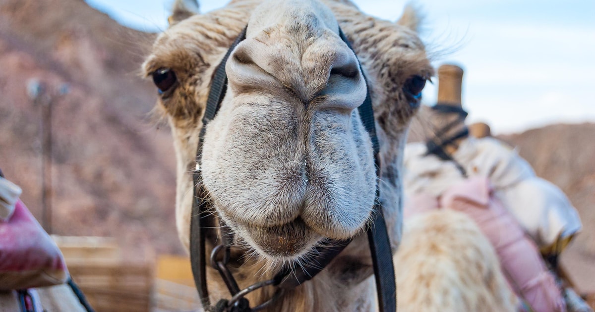 Eilat: Safari en camello con comida beduina | GetYourGuide